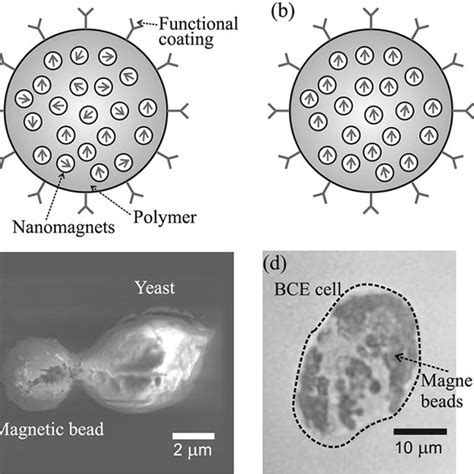 Pdf Icmicrofluidic Hybrid System For Magnetic Manipulation Of Biological Cells