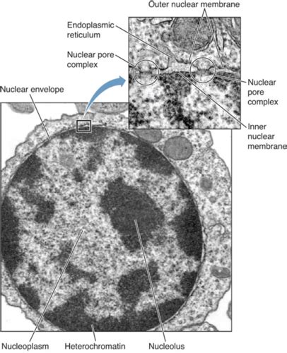 DNA Replication Flashcards Quizlet