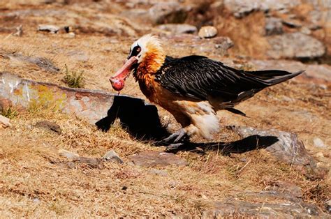 The Vast Majority Of A Bearded Vultures Diet Is Made Up Of Bones And