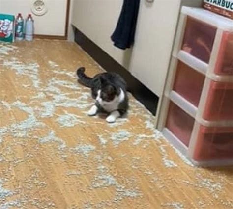 고양이 집사가 피곤한 몸 이끌고 집 도착하자 눈앞에 벌어진 충격 상황