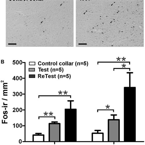 cat odor exposure increased fos expression in the insula cortex a