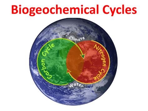 Biogeochemical Cycles Water Carbon Nitrogen Phosphorus