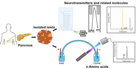 Pancreatic Islets Diagram