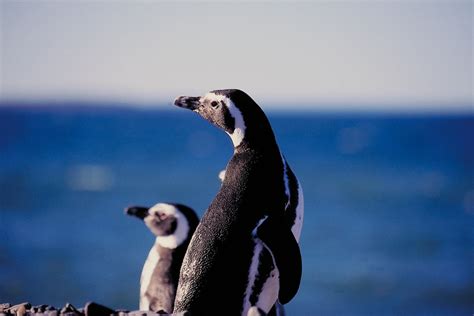 ПІВДЕННА АМЕРИКА Фізична карта Тектоніка Географія материків і