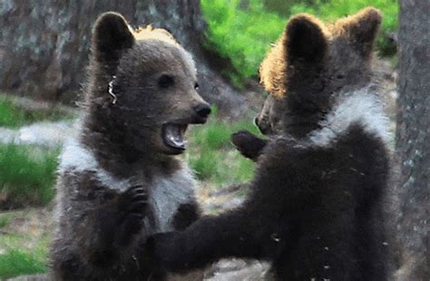 Finnish Teacher Surprised To See Dancing Bear Cubs In The Forest Koppiz