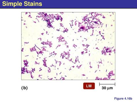 Ppt Microscopy Staining And Classification Chapter 4 Powerpoint Presentation Id 3058152