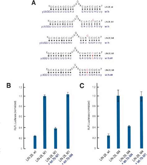 Figure 2 From A Combined Computational Experimental Approach Predicts Human Microrna Targets