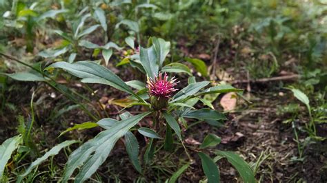 Atractylodes Macrocephala Traditional Uses Health Benefits And Safe