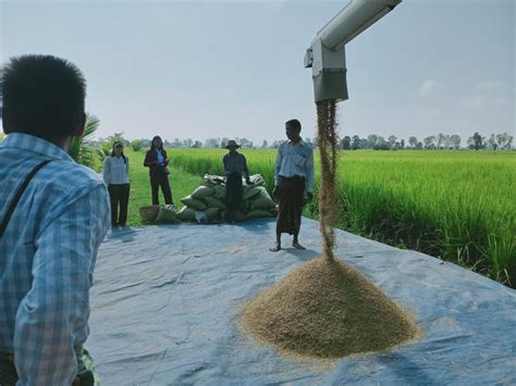 ရေတာရှည်မြို့နယ် သပြေတန်းကျေးရွာ၊ ကွင်းအမှတ် ၆၃၈ ၌ မိုးစပါးစံကွက် ရိတ်သိမ်းပွဲကျင်းပ