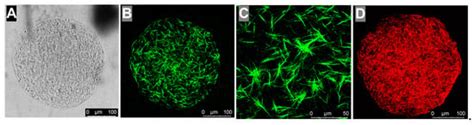 Organoids An Open Access Journal From Mdpi