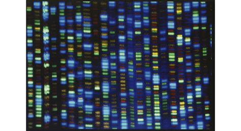 Dna ‘reference Guide Expanded To Reflect Human Diversity Courthouse News Service