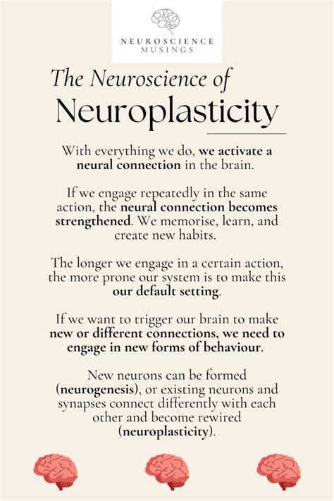 Learn How To Use Neuroplasticity To Your Advantage All Things Brain Health In 2025