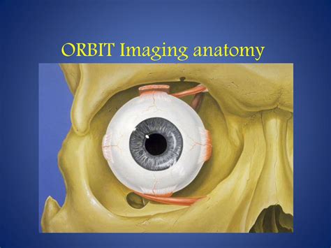 Pdf Orbit Imaging Anatomy Dokumentips