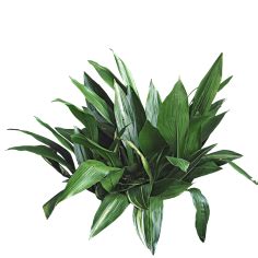 S素材 花境植物 花瓣网 陪你做生活的设计师 蜘蛛抱蛋1 1 1 TB