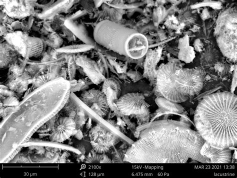 Geology Can Tiny Fossils Disrupt Global Communications Teaching Resources