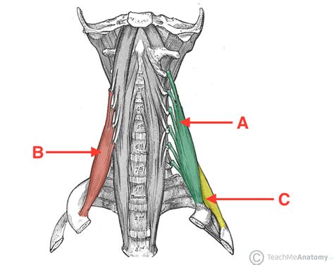The Scalene Muscles Attachments Action Innervation TeachMeAnatomy