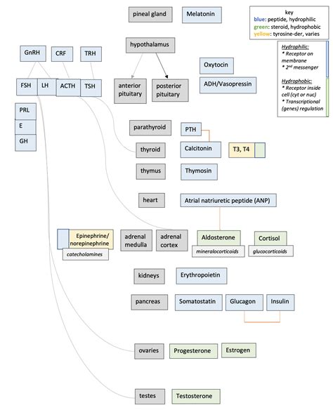 I Made A Flowchart Summarizing The Endocrine System Hope It Helps