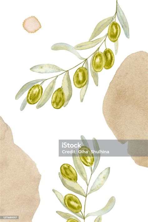 베이지색과 녹색 톤의 추상화 요소가 있는 식물 수채화 예술 올리브 나뭇 가지와 과일의 벽 구성과 창조적 인 손으로 그린 질감 보호 인테리어 아트 고풍스런에 대한 스톡 벡터