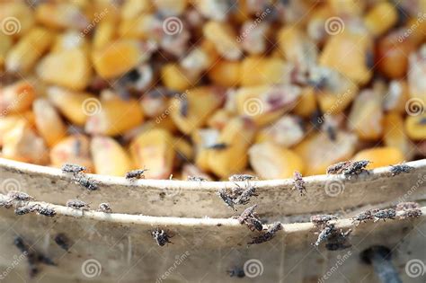 Infested Corn Kernels With Flies Cause Contamination And Health Risks