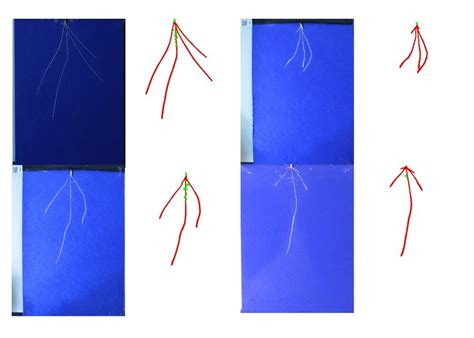 Additional Dataset Samples For Segmentation Results Analysis Download Scientific Diagram