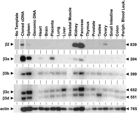 Tissue Specific Expression Of 2 And 3a D Transcripts Expression In