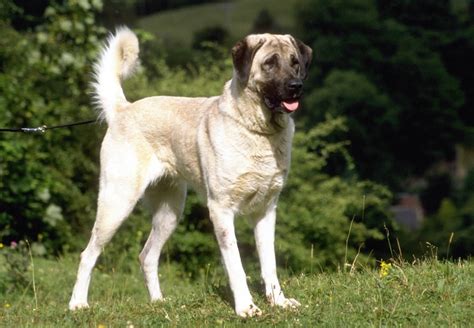 Anatolian Shepherd Kangal Dog Profile Traits Care Dogdwell