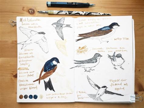 Dip Nib And Fountain Pen Sketching Comparing Steel Nibs And My Lamy Pen Julia Bausenhardt