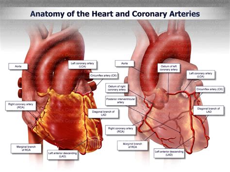Anatomy Of The Heart And Coronary Arteries