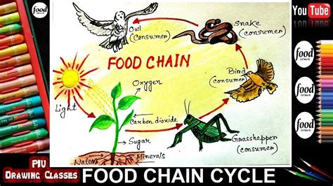 How To Draw A Food Chain Design Talk
