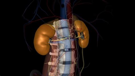 Premium Photo The Renal Plexus Is A Complex Network Of Nerves Formed