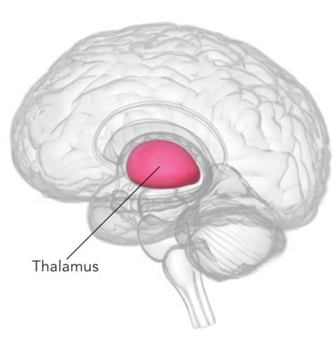Psych Ch Flashcards Quizlet