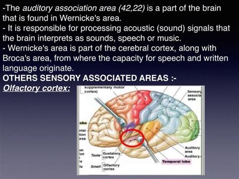 Cerebral Cortex Ppt Pdf Brain And Nervous System Disorders Diseases And Conditions Cerebral Cortex Ppt Pdf Brain And Nervous System Disorders Diseases And Conditions