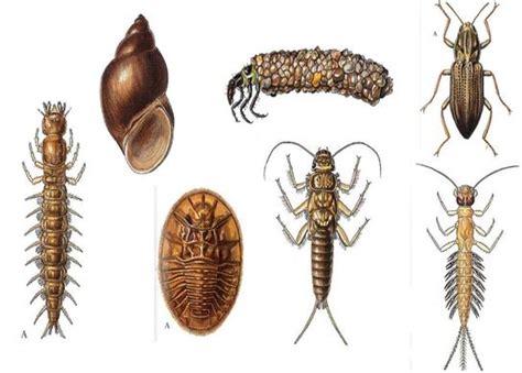Benthic Macroinvertebrates Water Quality Project
