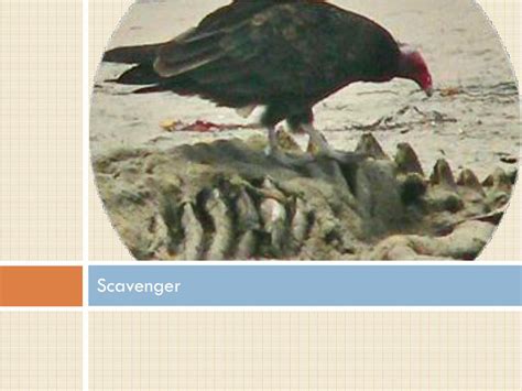 Ppt Ecology Powerpoint Presentation Free Download Id2418480