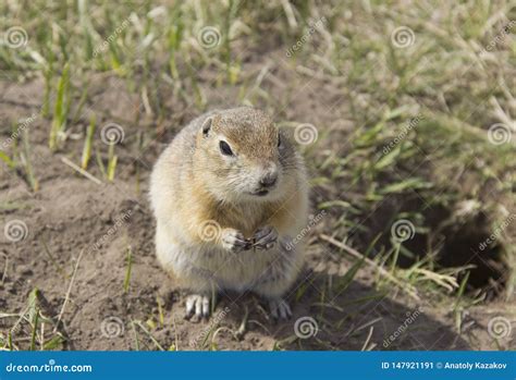 Gopher Genus Rodents Stock Image Image Of Field Gopher 147921191