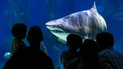 Sos για τους καρχαρίες εκπέμπουν επιστήμονες Κινδυνεύουν με εξαφάνιση