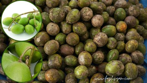 Buah Kedondong Segalanya Tentang Tumbuhan…
