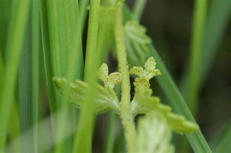 Physoderma Negeri · Inaturalist