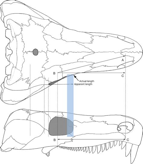 Figure 3 From A Methodology For Skull Reconstruction Semantic Scholar