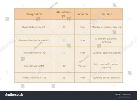 Table Showing Phospholipids Types Membrane Abundance Stock Vector Royalty Free 2416341917