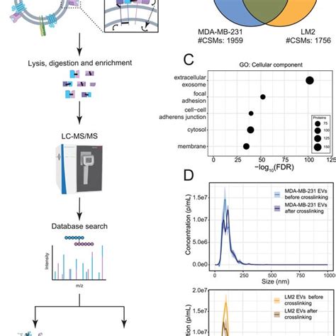 Crosslinking Data Driven Structural Modelling For A Novel Dimeric
