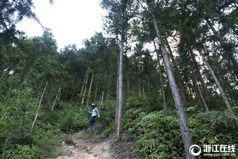 江山愚公植树育林33载 如今荒山变绿海 手机浙江网