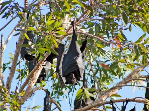 Black Flying Fox Pteropus Alecto Ausemade