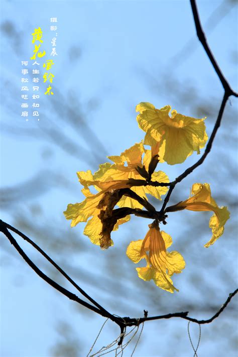 黄花 风铃木摄影图片生态摄影 雪 郷 太平洋电脑网摄影部落