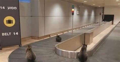 What Baggage Handlers Deal With At The End Of The Day Imgur