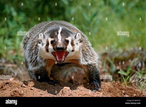 North American Badger Taxidea Taxus Threatening Gesture Usa Stock