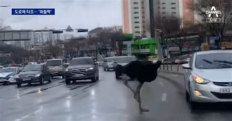 내 차 앞에 타조”도심 활보하다 무사귀환