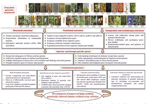 figure 1 from revisiting the decoded genomes to promptly reveal their genomic perspectives