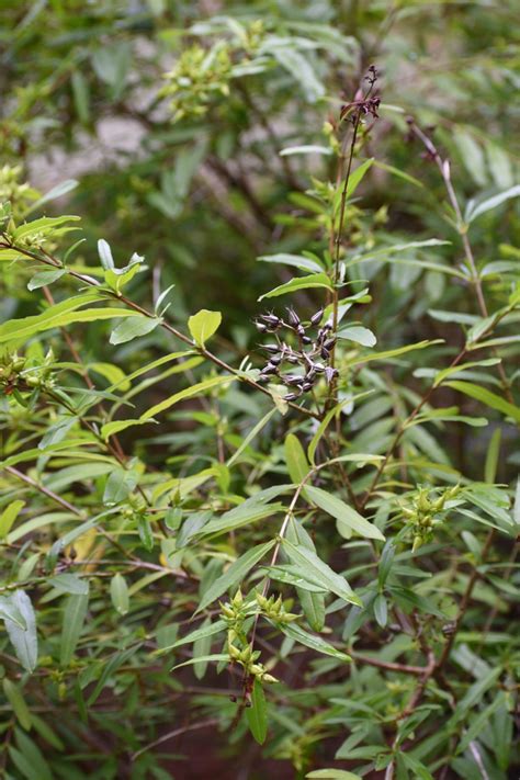 Hypericum Prolificum Common St Johns Wort Shrubby St Johns Wort St Johns Wort North