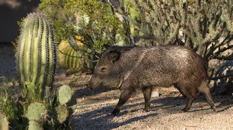 10 Javelina Resistant Plants For Arizona Backyard Landscaping